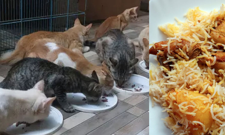 Cat food in biryani...! Cats caught in Chennai handed over to private ...