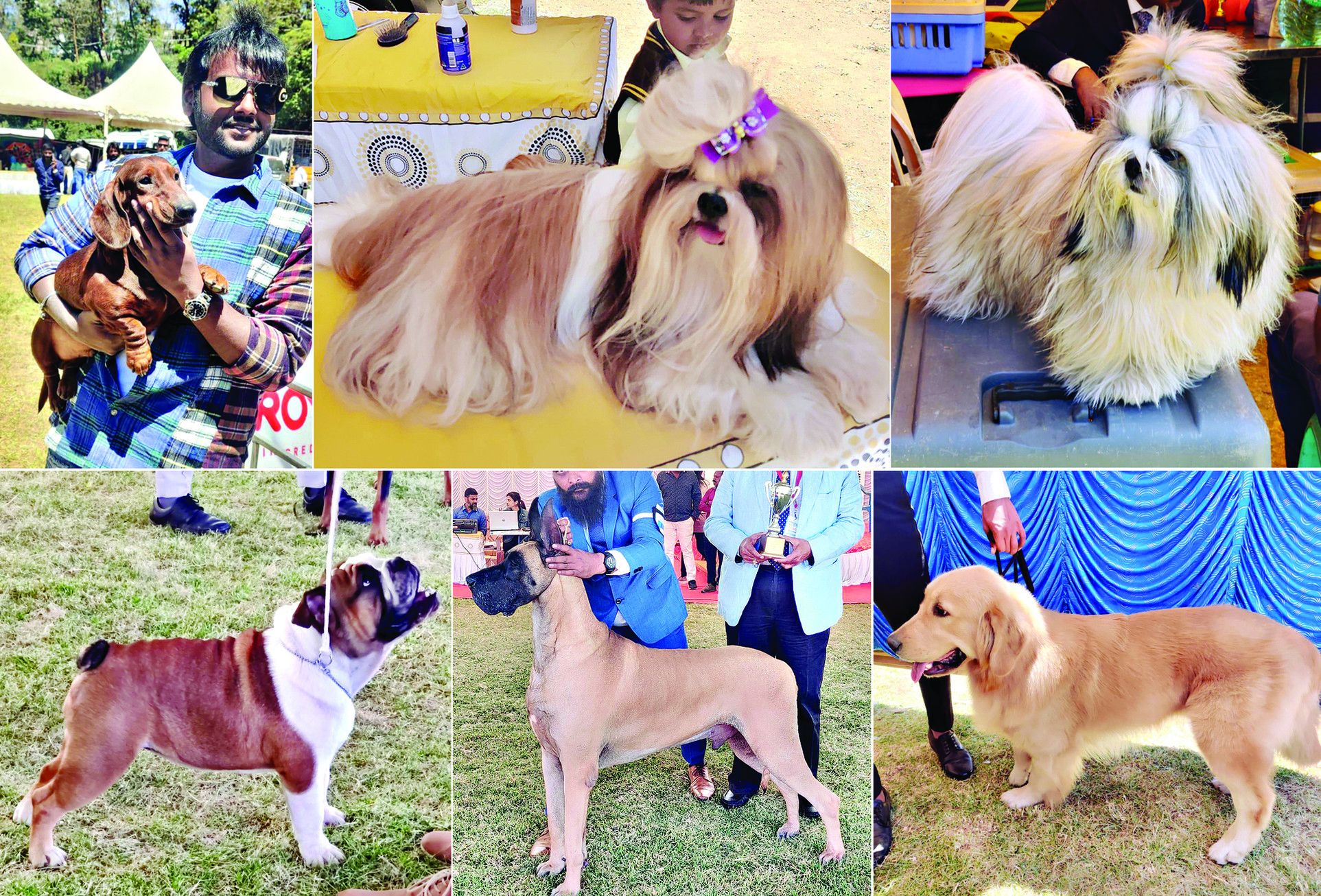 Dog shows | கொடைக்கானலில் தேசிய அளவிலான நாய்கள் கண்காட்சி