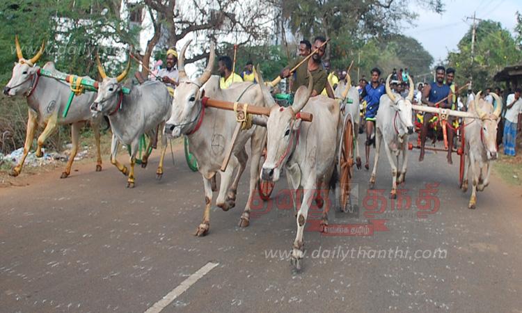 Bullock cart racing | கல்லல் அருகே மாட்டு வண்டி பந்தயம்