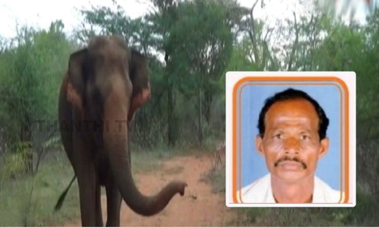 Erode: 2 killed in wild elephant attack..! | ஈரோடு : காட்டு யானை தாக்கி 2 பேர் உயிரிழப்பு..!