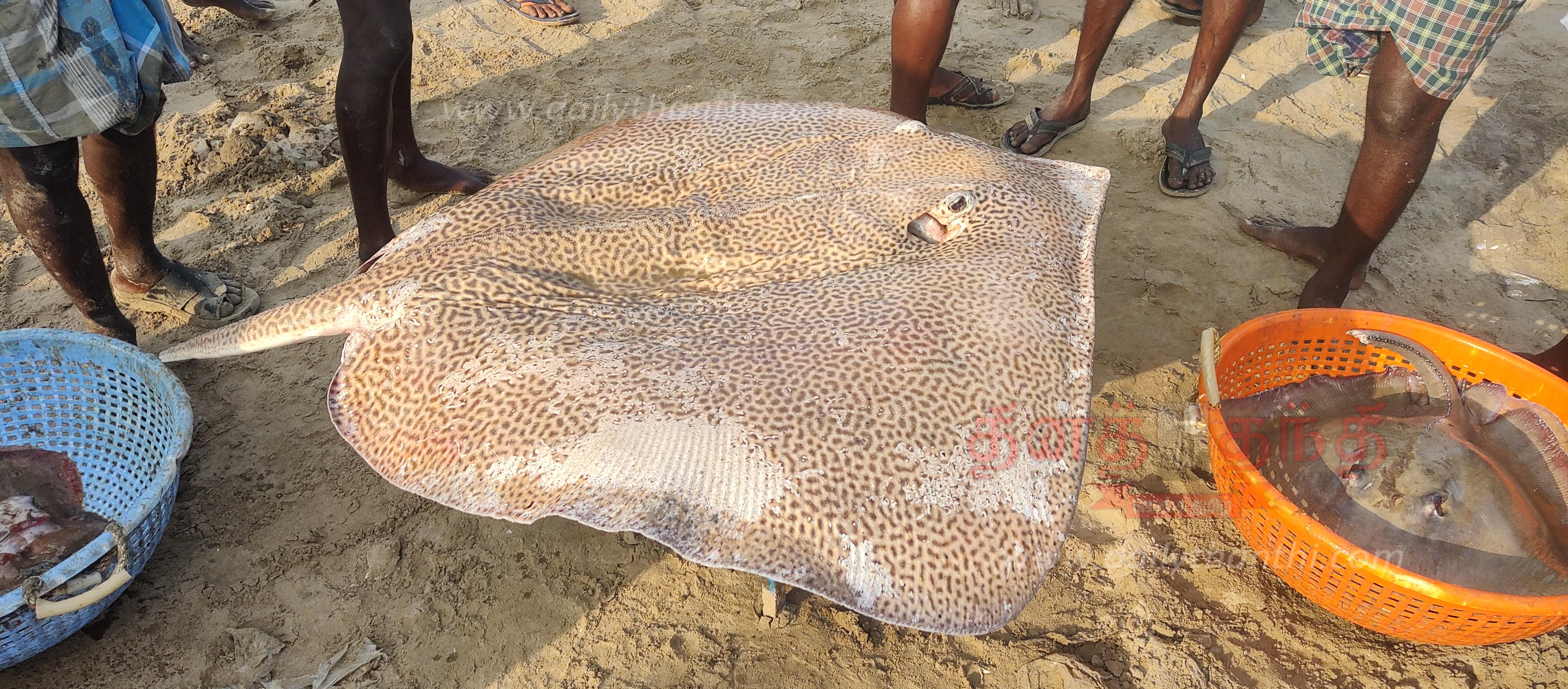 Overweight screw fish caught in fishermen's nets | மீனவர்கள் வலையில் ...