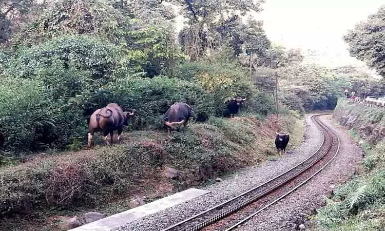 Fodder scarcity due to drought in forests: Wild animals that invade ...