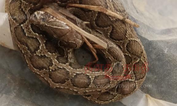 They brought the snake to Ramanathapuram Government Hospital ...