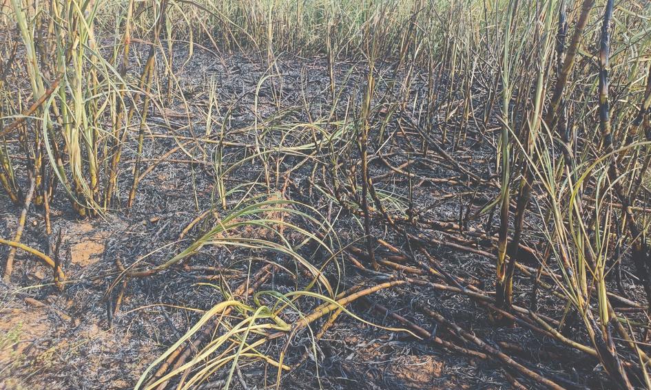 sugar fire | குப்பைக்கு வைத்த தீ 2 ஏக்கர் கரும்புகளை நாசமாக்கியது