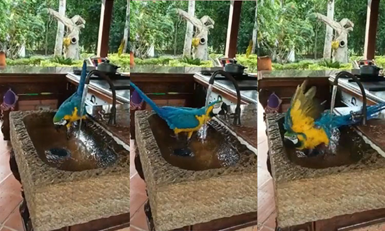 A parrot with a small bath, leaving the tap beautifully open; Viral ...