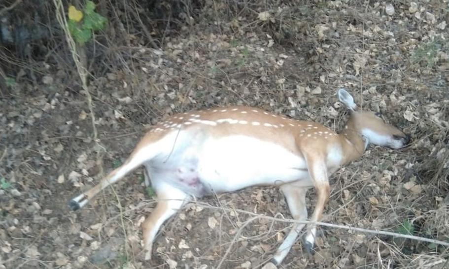 deer death | வாகனம் மோதி மான் சாவு