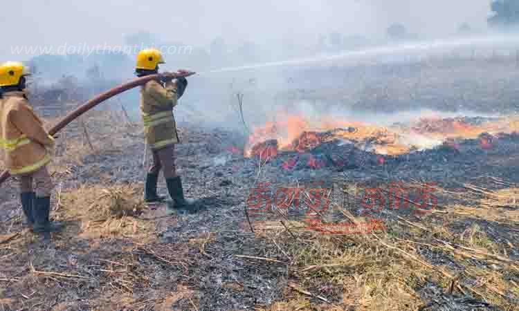 300 acres of maize crops were destroyed by fire | 300 ஏக்கர் மக்காச்சோள ...