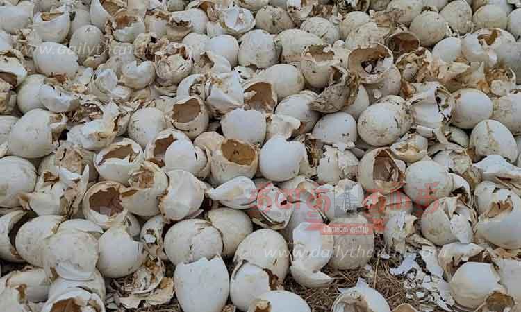 Rotten duck eggs dumped in the forest | வனப்பகுதியில் கொட்டப்படும் ...