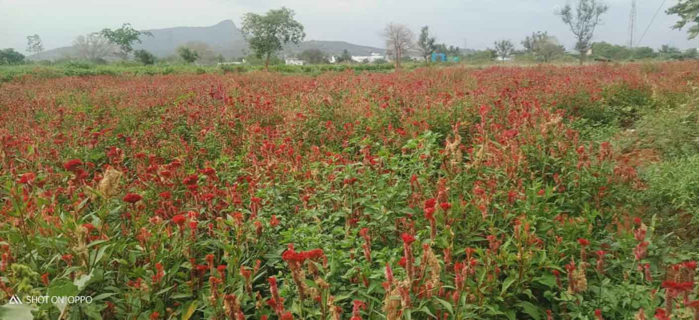 The life of a farmer in odorless flower cultivation | வாசம் வீசாத மலர் ...