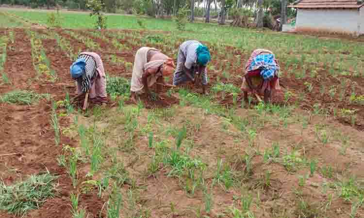 Women weeding | களையெடுக்கும் பணியில் பெண்கள்