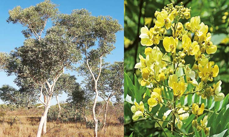 Super trees growing in barren lands..! | தரிசு நிலங்களில் வளரும் ...