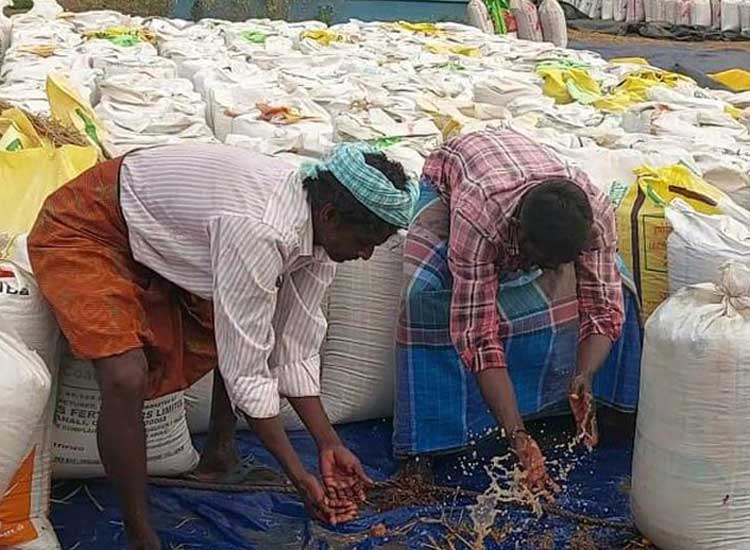 Damage to paddy bundles due to rain soaking | கடலூா் மாவட்டம் முழுவதும் ...
