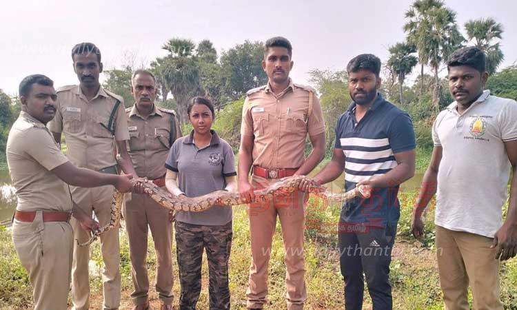 A rare python caught in a fishing net | மீன்பிடி வலையில் சிக்கிய அரிய ...