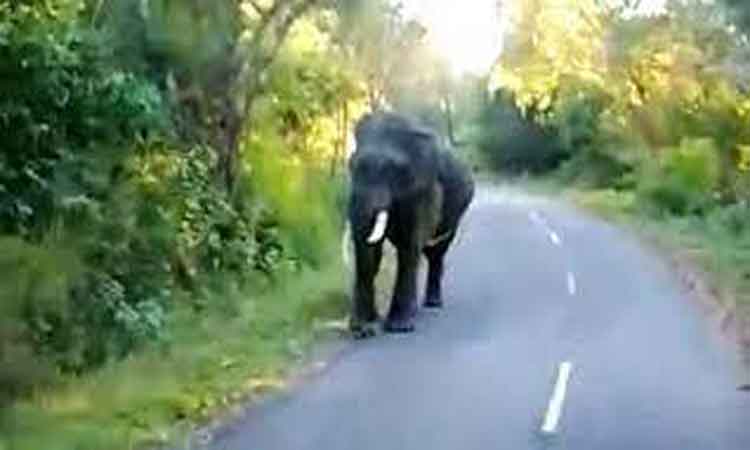 Injection of anesthesia The forest department is serious with Kumki ...