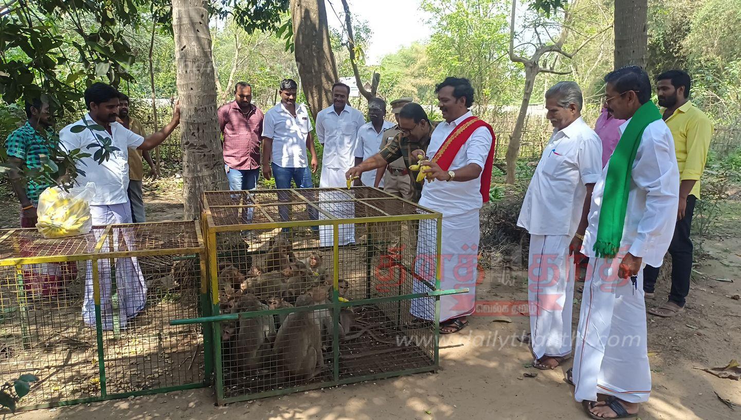 40 monkeys secured | அட்டகாசம் செய்த 40 குரங்குகள் பிடிபட்டன