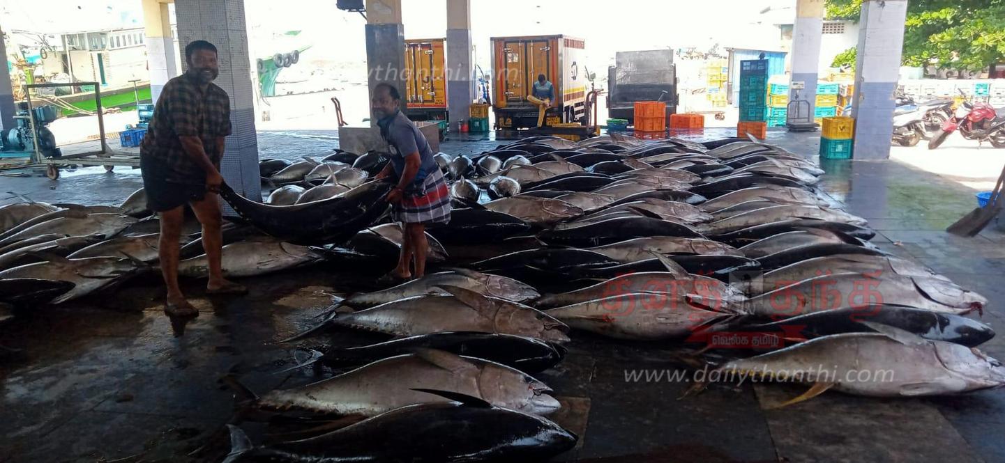 Garai fish season has started | கேரை மீன் சீசன் தொடங்கியது