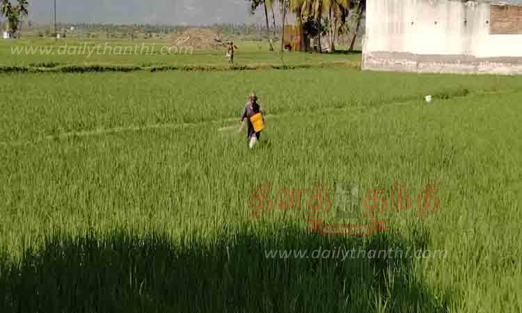 Intensity of Fertilization of Rice Crops | நெற்பயிர்களுக்கு உரமிடும் ...