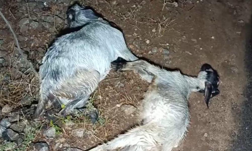 3 goat death suspecious death | மர்மமான முறையில் 3 ஆடுகள் உயிரிழப்பு