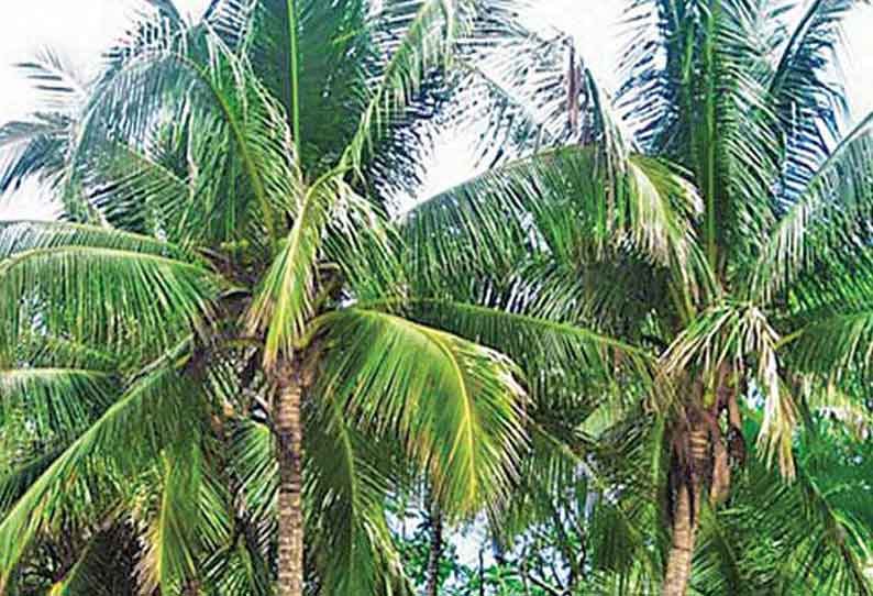 In coconut trees | தென்னை மரங்களில்சுருள் வெள்ளை ஈக்களை ...