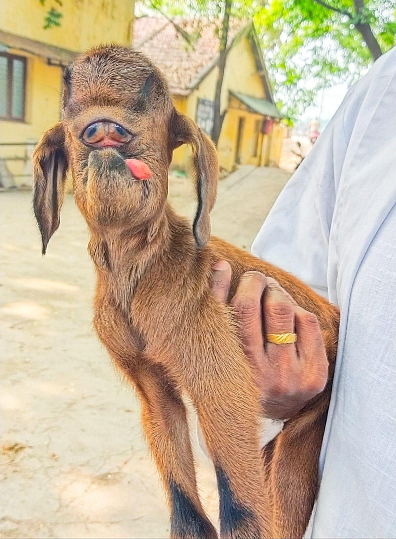 A lamb born with a birth defect | பிறவி குறைபாடுடன் பிறந்த ஆட்டுக்குட்டி