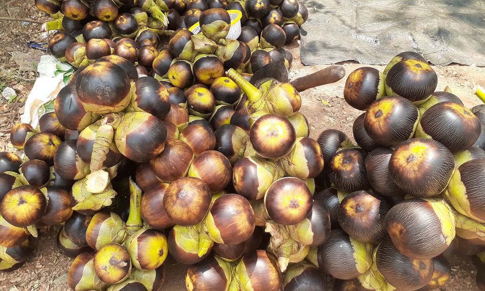 nungu | சூடுபிடிக்கும் நுங்கு விற்பனை