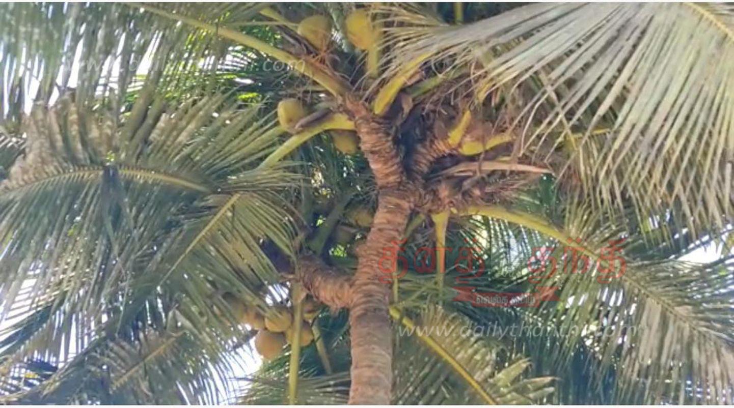 four branches coconut tree | நான்கு கிளைகளுடன் அதிசய தென்னைமரம்
