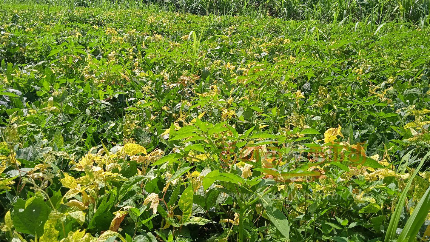 Yellow spot disease attack on gram plants | உளுந்து செடிகளில் மஞ்சள் ...