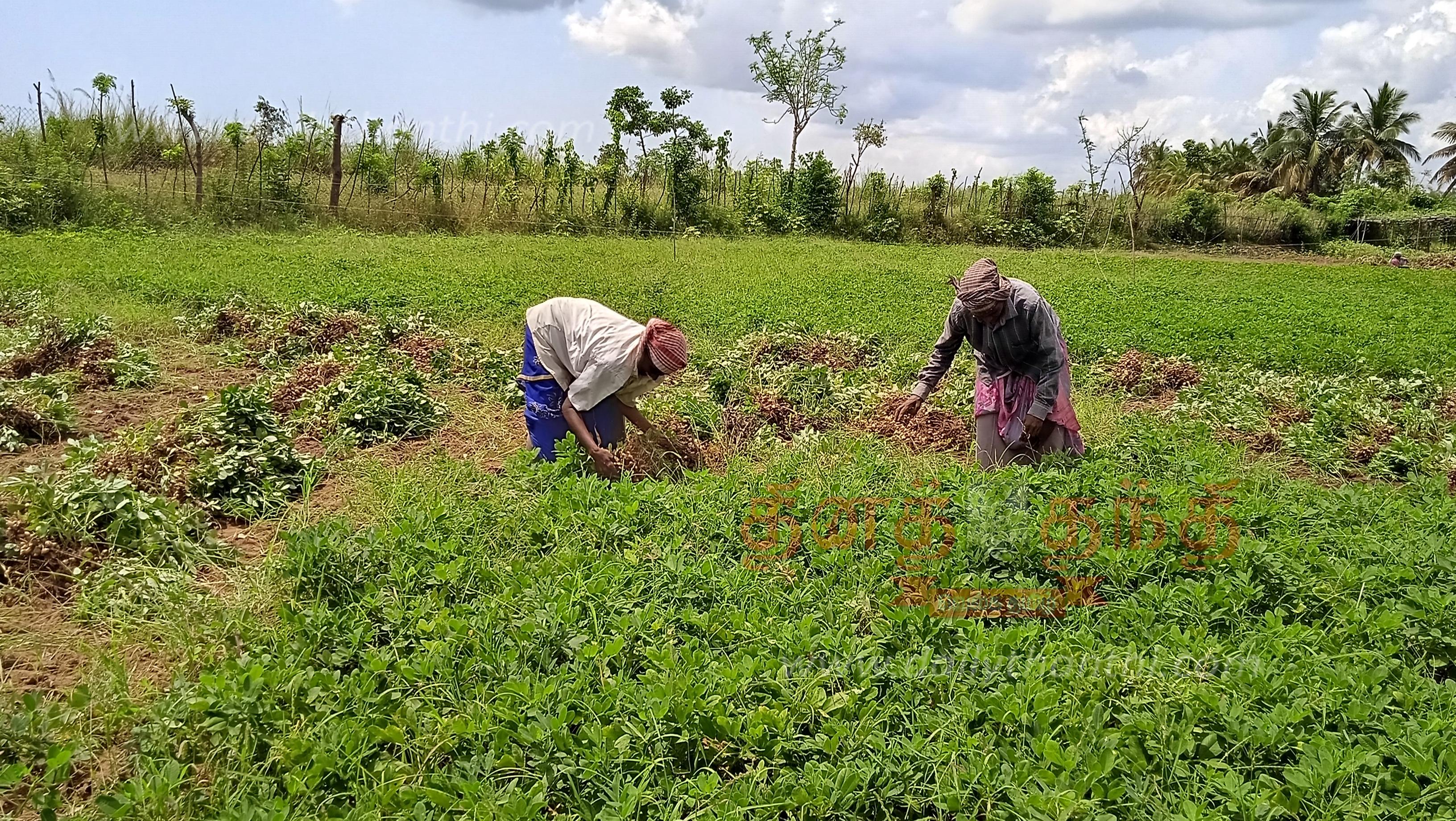 Groundnut harvesting is in full swing | நிலக்கடலை அறுவடை பணிகள் தீவிரம்
