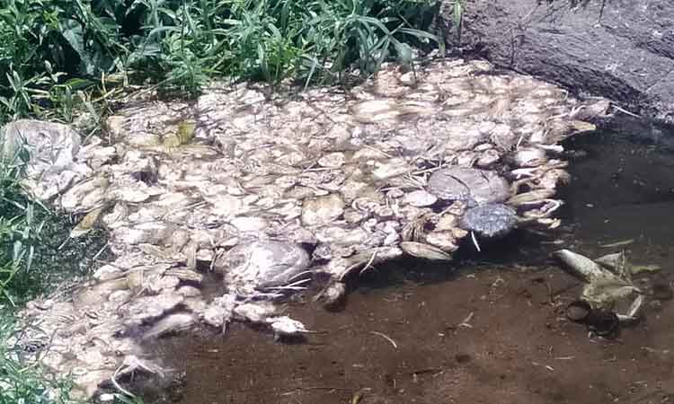 Poultry waste dumped in the river | ஆற்றில் கொட்டப்படும் கோழி இறைச்சி ...