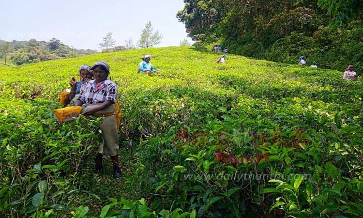 Will basic facilities be improved in Mancholai?-Expectations of tea ...