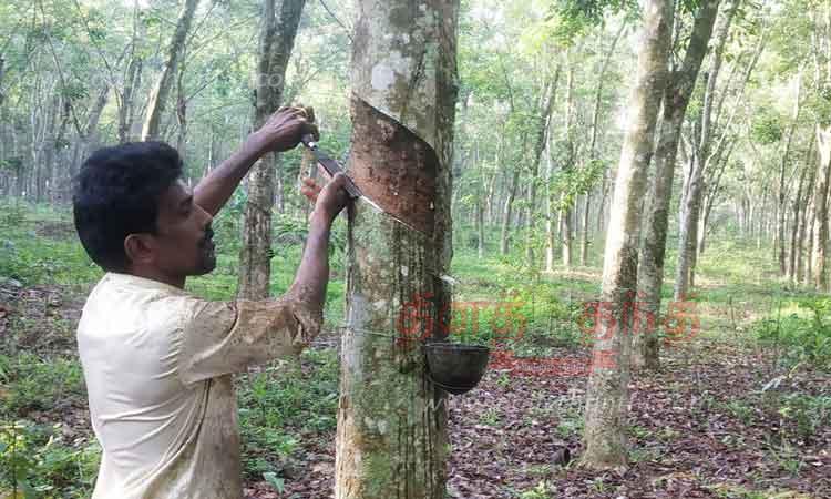Rubber milk cutting industry started | ரப்பர் பால் வெட்டும் தொழில் ...