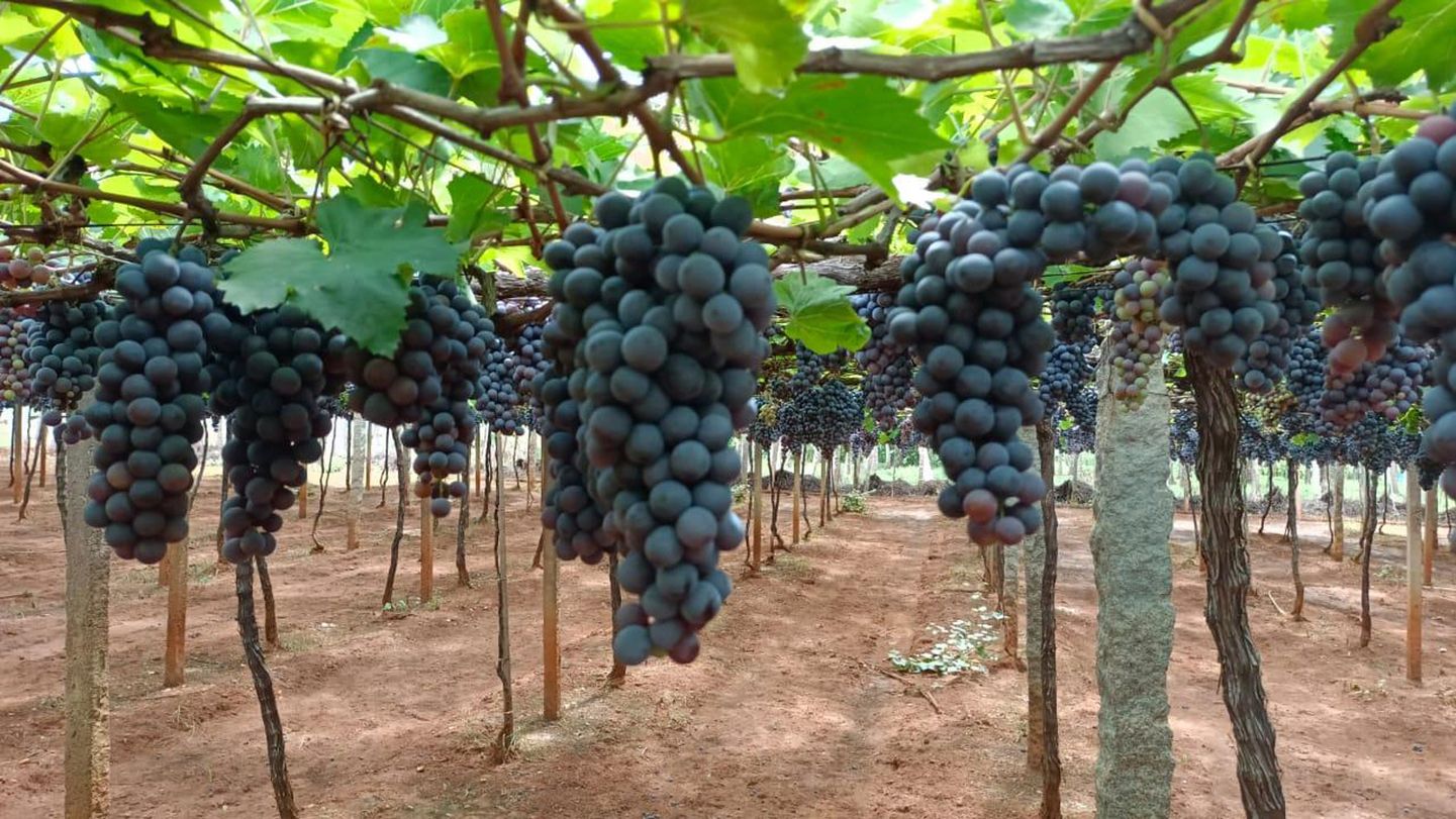 கம்பம் பள்ளத்தாக்கில் விளையும் (திருத்தம்) “கருப்பு பன்னீர் ...