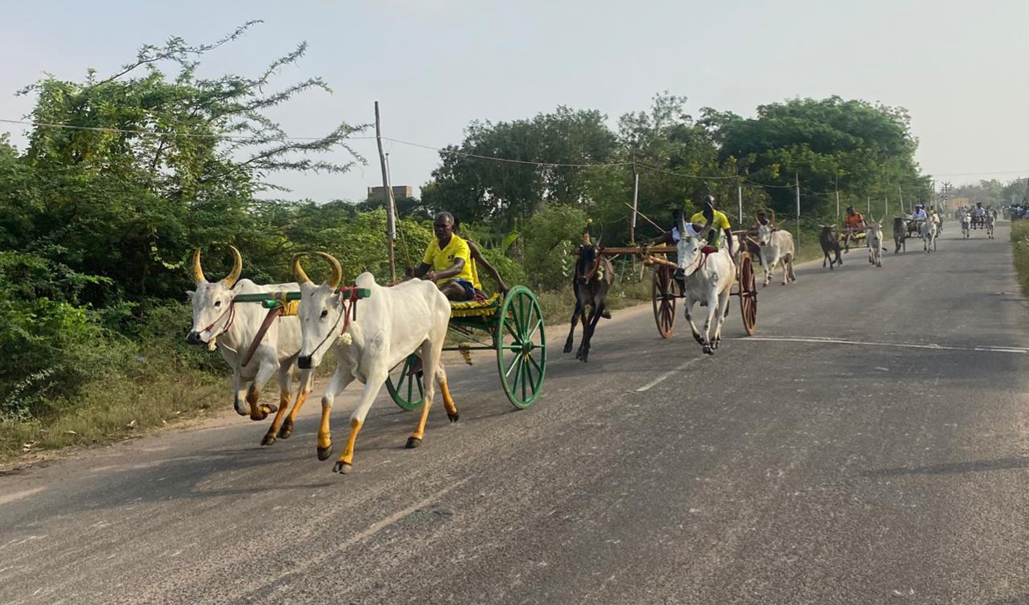 Bullock cart racing | மாட்டு வண்டி பந்தயம்