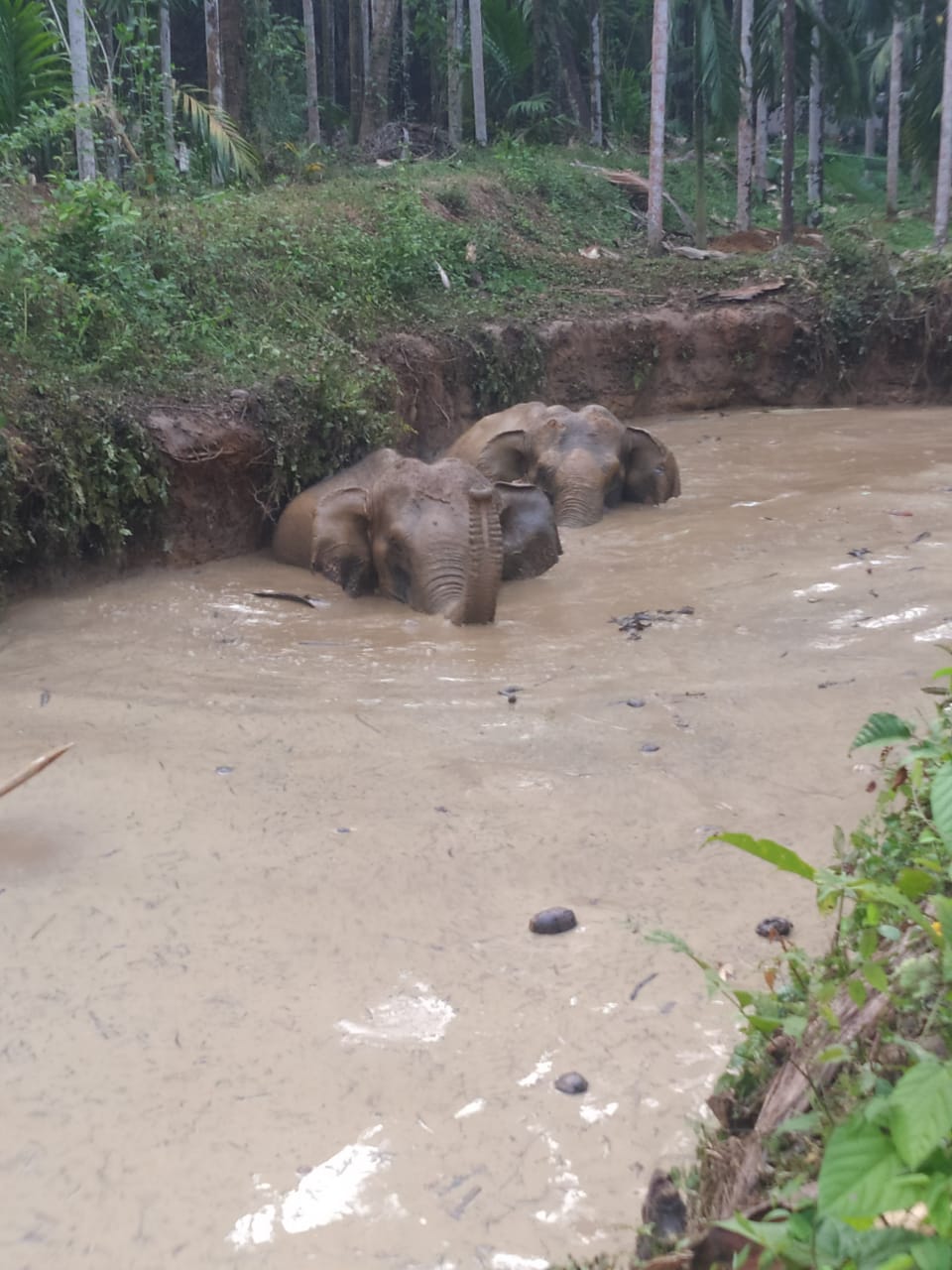 Distressed wild elephants with their cubs who fell into the puddle ...