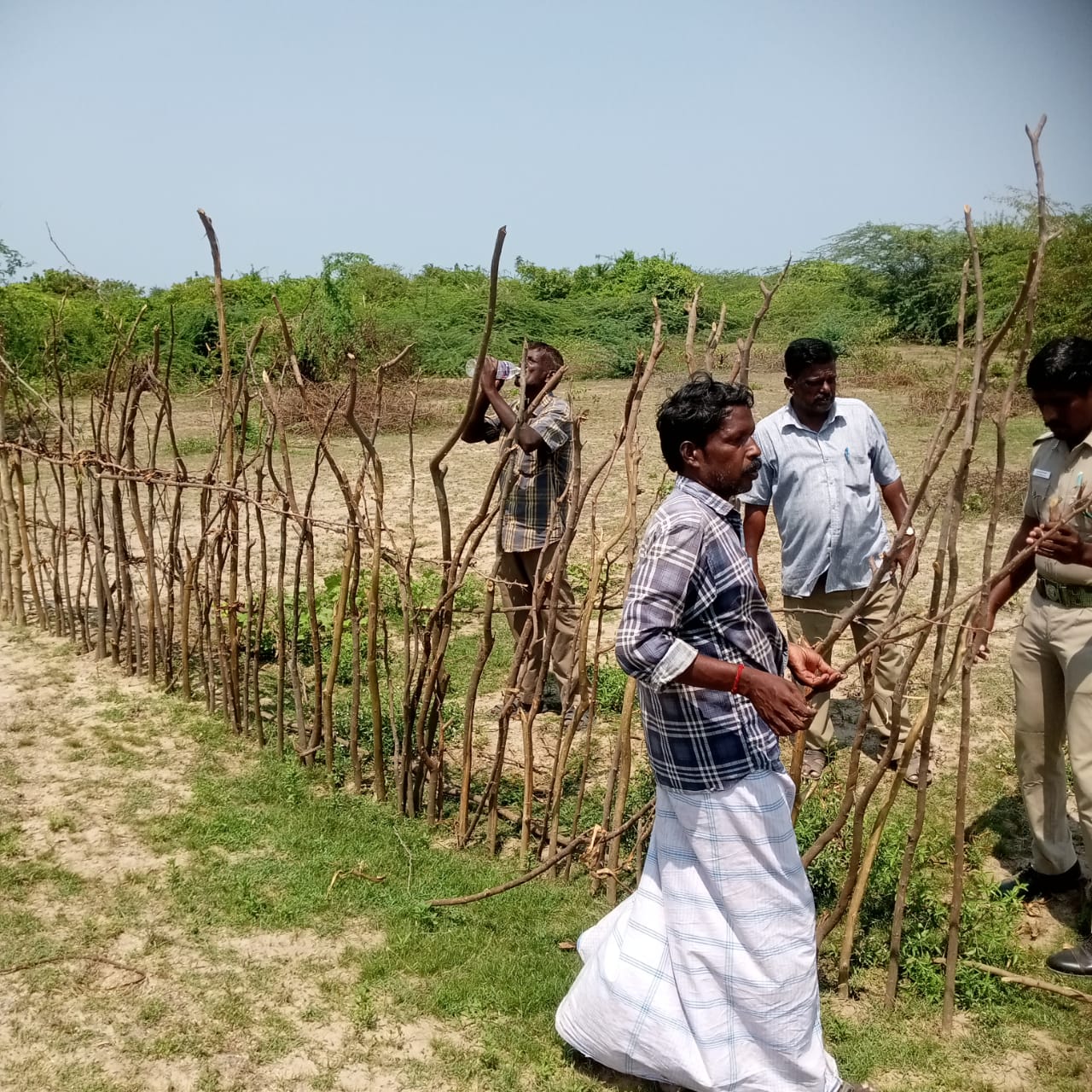 Farmers are cultivating cotton on land owned by the Forest Department ...