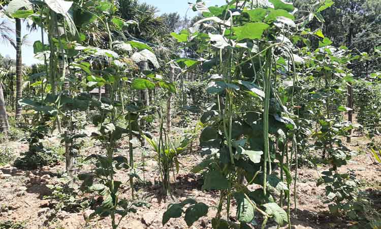 In Kudalur region flat gram is sold at Rs.40 per kg- Farmers are happy ...