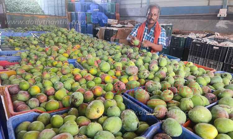 Increase in mango supply to Pollachi market | பொள்ளாச்சி சந்தைக்கு ...
