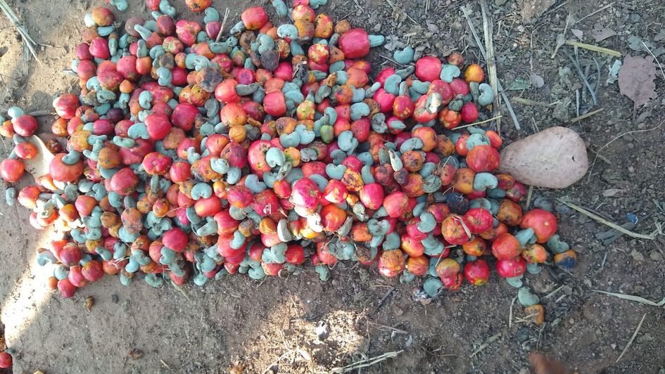 In Kadamalaikundu area Increase in price of cashew nuts | கடமலைக்குண்டு ...