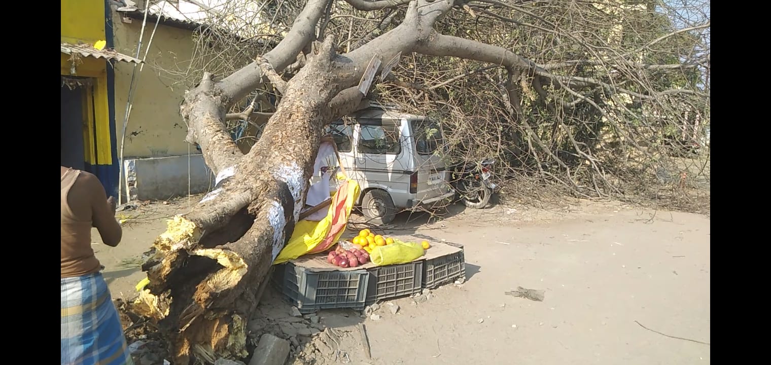 tree | திருச்செங்கோடு அருகே கார், பழக்கடை மீது மரம் முறிந்து விழுந்தது ...