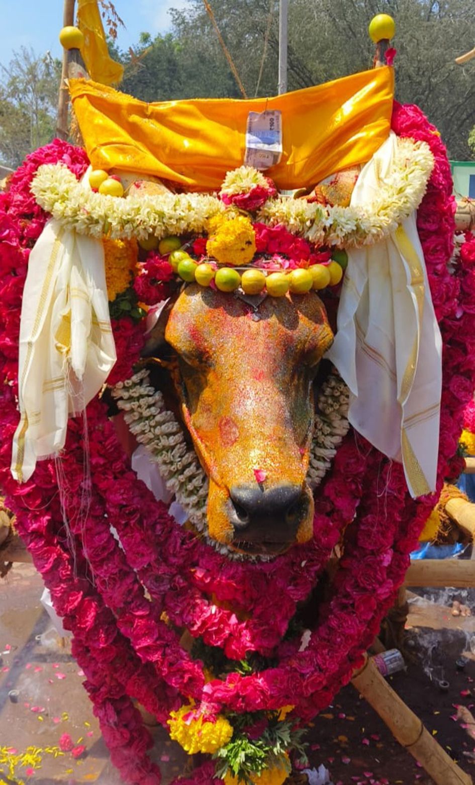 The temple bull died | கோவில் காளை இறந்தது