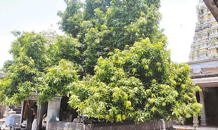 3500 Year Old Mango Tree in Kanchipuram Ekambareswarar Temple ...