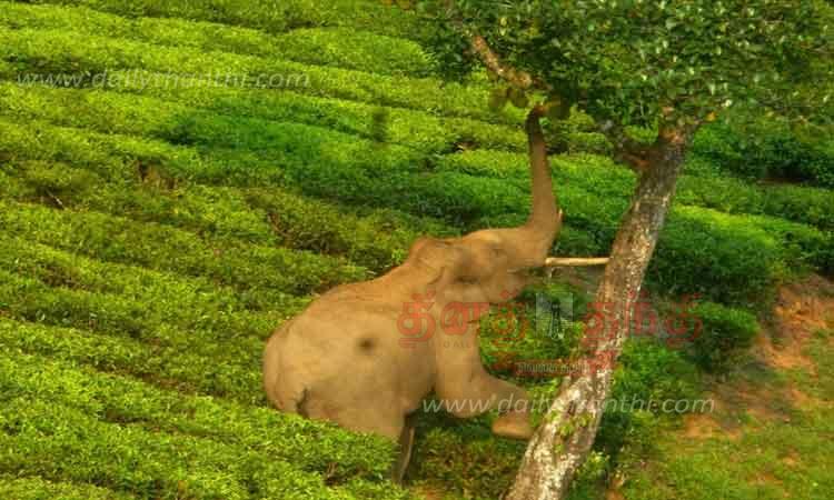 A wild elephant plucked nuts from a tree in Valparai and ate them ...