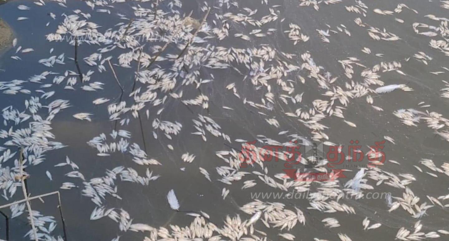 Dead floating fish | அப்பிநாய்க்கன்பட்டி ஏரியில் செத்து மிதந்த மீன்கள்