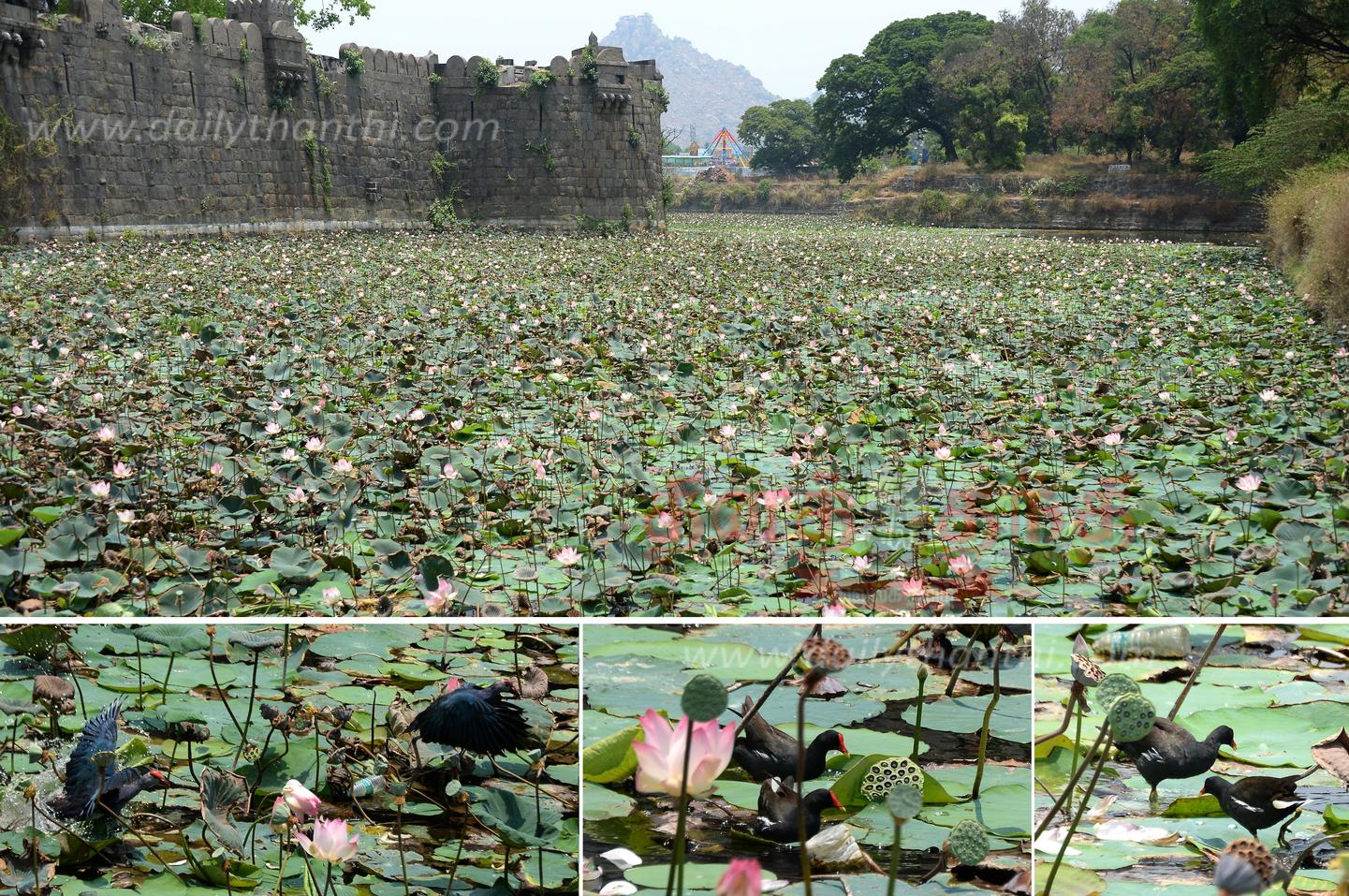 Fort moat with lotus pond | தாமரை தடாகமான கோட்டை அகழி