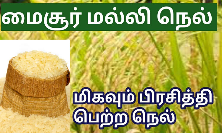 Mysore Malli is a traditional rice variety of Karnataka and is said to ...