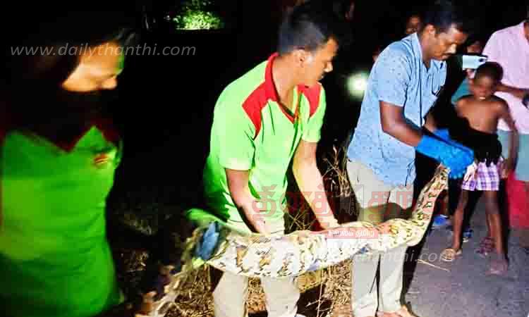 A 10 feet long python was caught | 10 அடி நீள மலைப்பாம்பு பிடிபட்டது