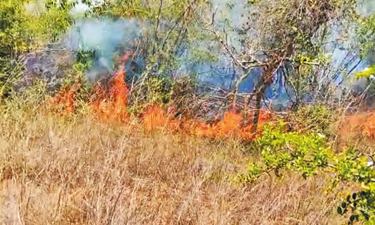There was a commotion as the trees and vines caught fire in the reserve ...