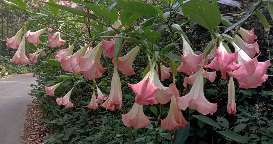 Blooming conch flowers | பூத்துக்குலுங்கும் சங்கு பூக்கள்