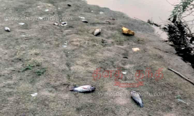 Dying fishes along the coast | பாலாற்று கரையோரம் செத்துக்கிடக்கும் மீன்கள்