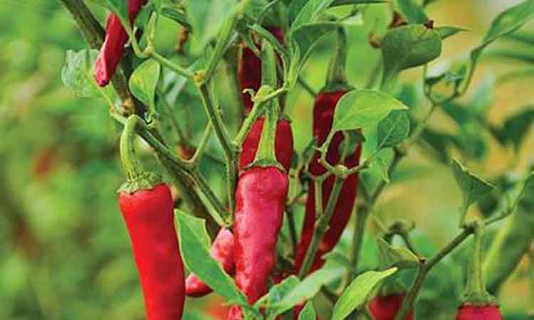 Farmers are thankful to Kamudi Chilli Zone-Tamil Govt | கமுதியில் ...